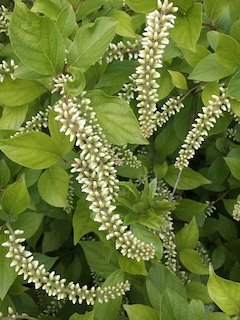 National Native Plant Month – April 2021 – Edgings Garden Research and ...