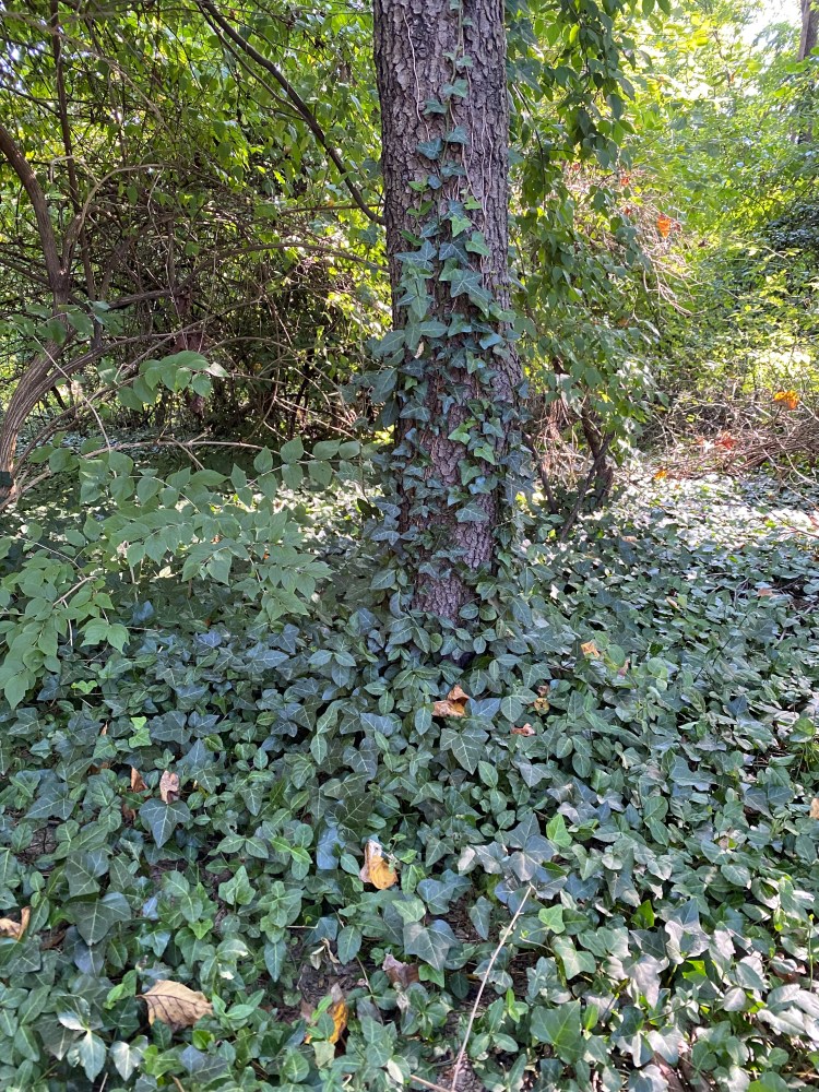 Maryland Native Plant Legislation Supports Native Species and Restricts ...